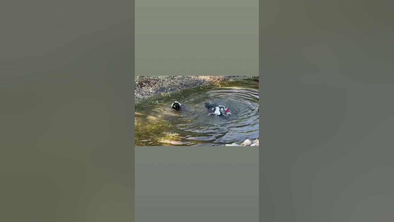 Splish Splash Taking A Bath Youtube