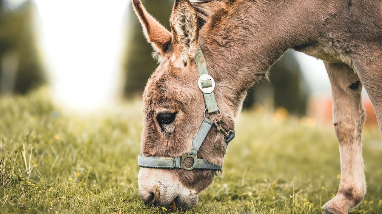 Do you want to see how a small but strong donkey can carry two large ...