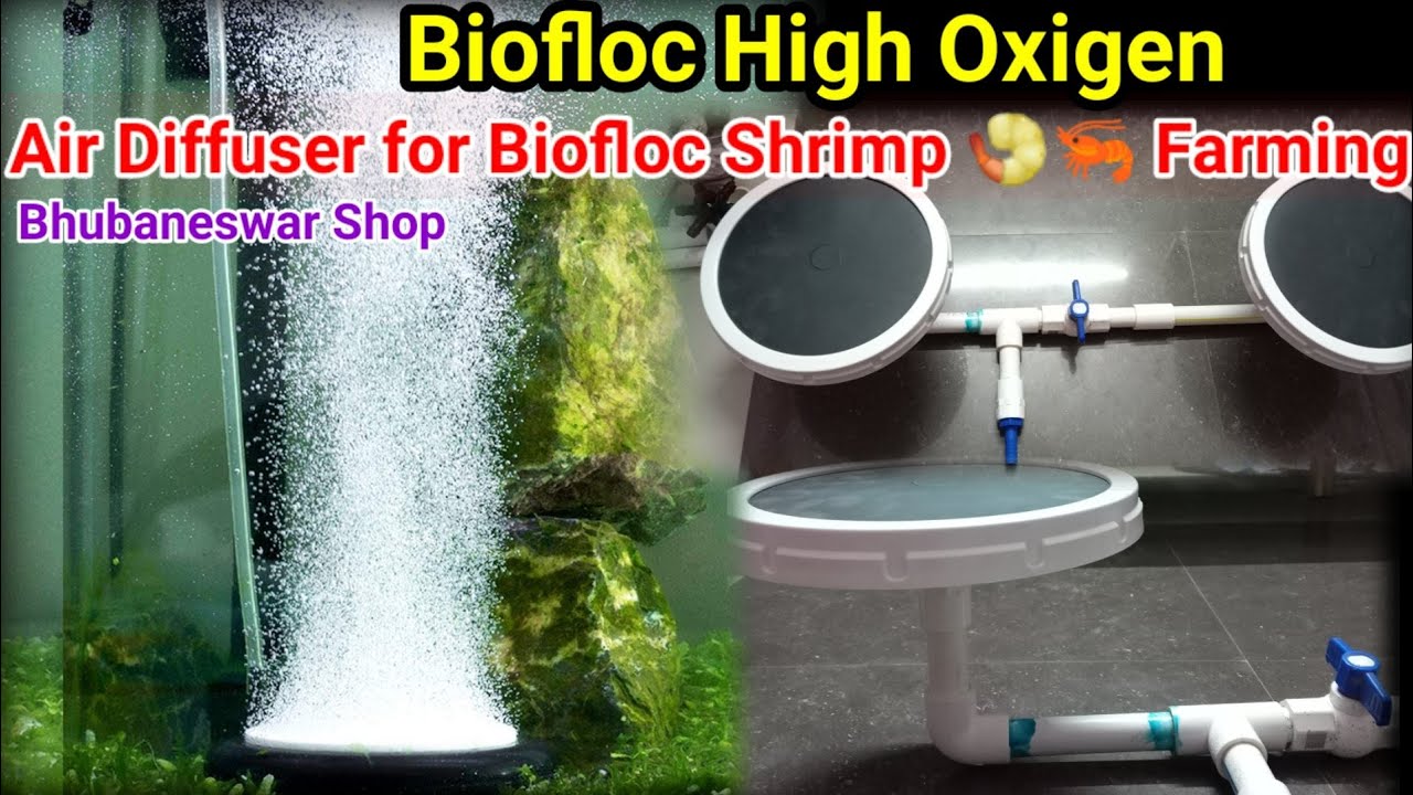 BioFloc Aeration system /Air Dish Diffuser insulation in BioFloc tank ...