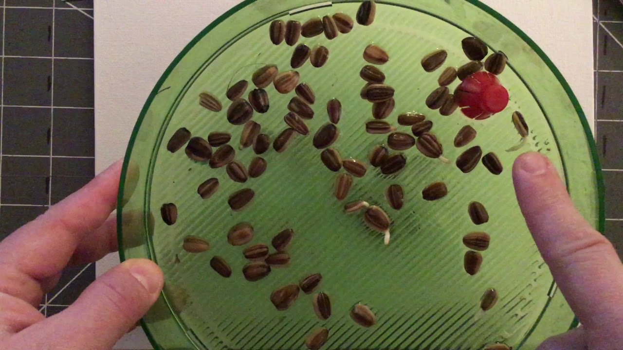 Seed Observation 1 - YouTube