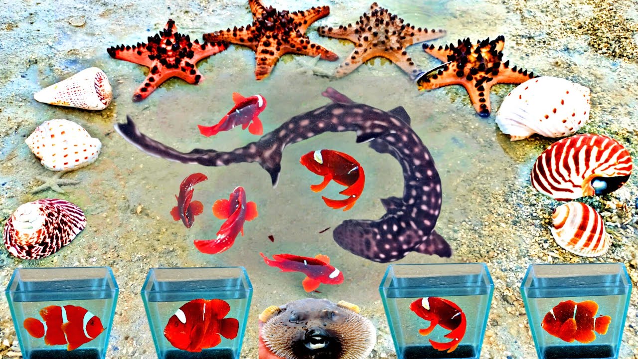 Temukan hiu tutul besar di laut, ikan hias, ikan nemo, ikan buntal ...