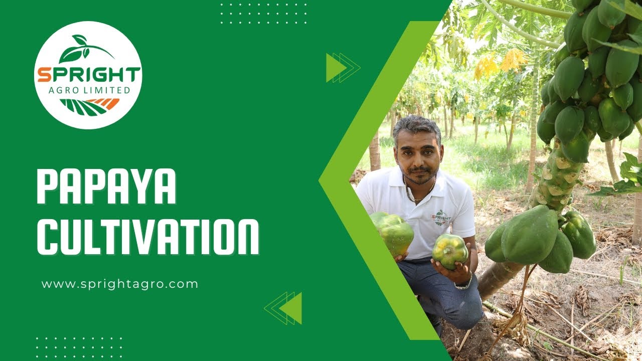 Video Gallery – Spright Agro Limited