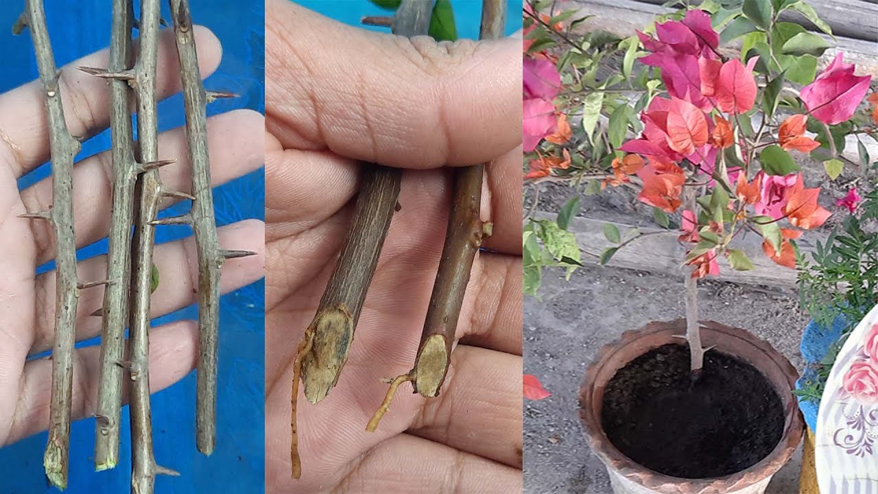 How to propagation Bougainvillea from cutting - YouTube