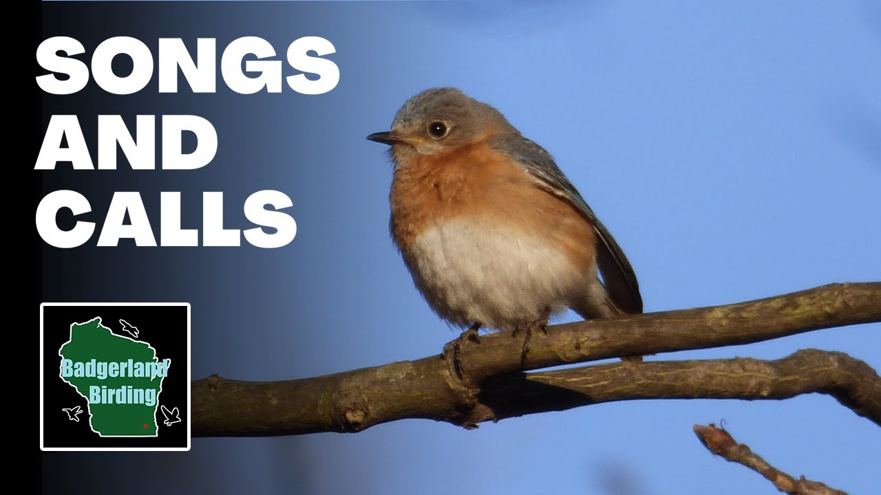 Eastern Bluebird Song - YouTube