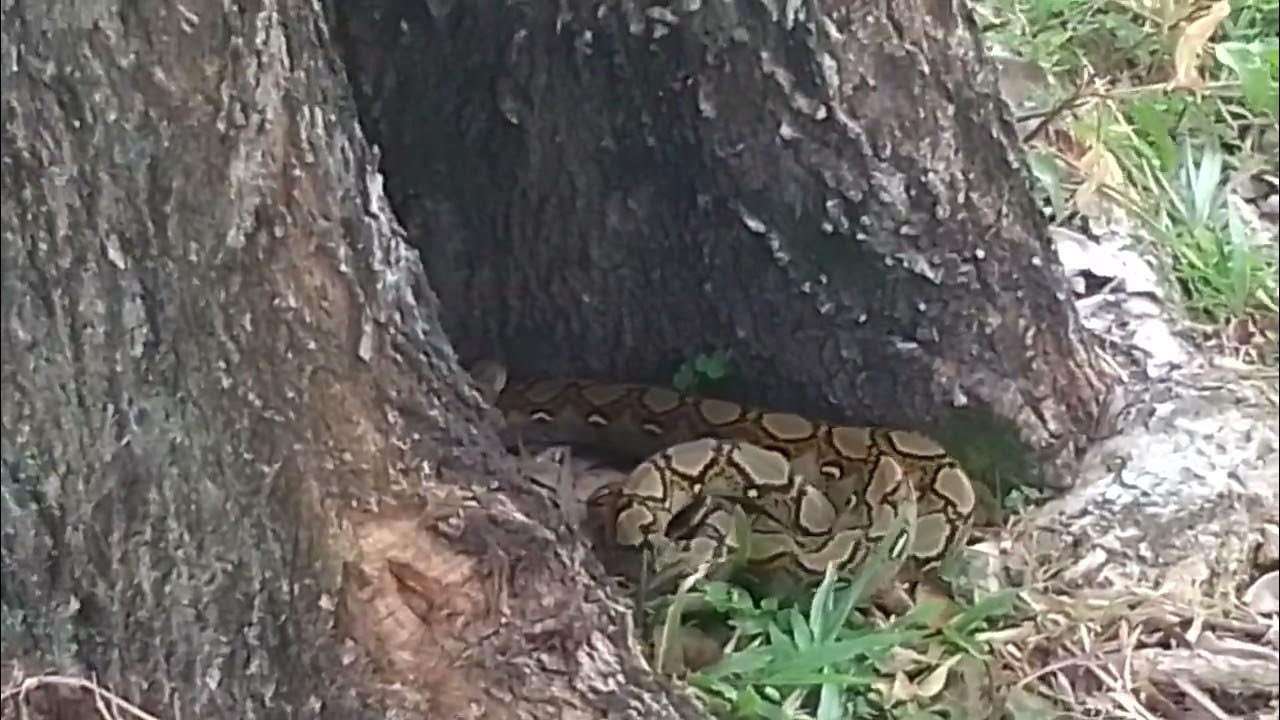 Young reticulated python going to sleep under a large tree - YouTube
