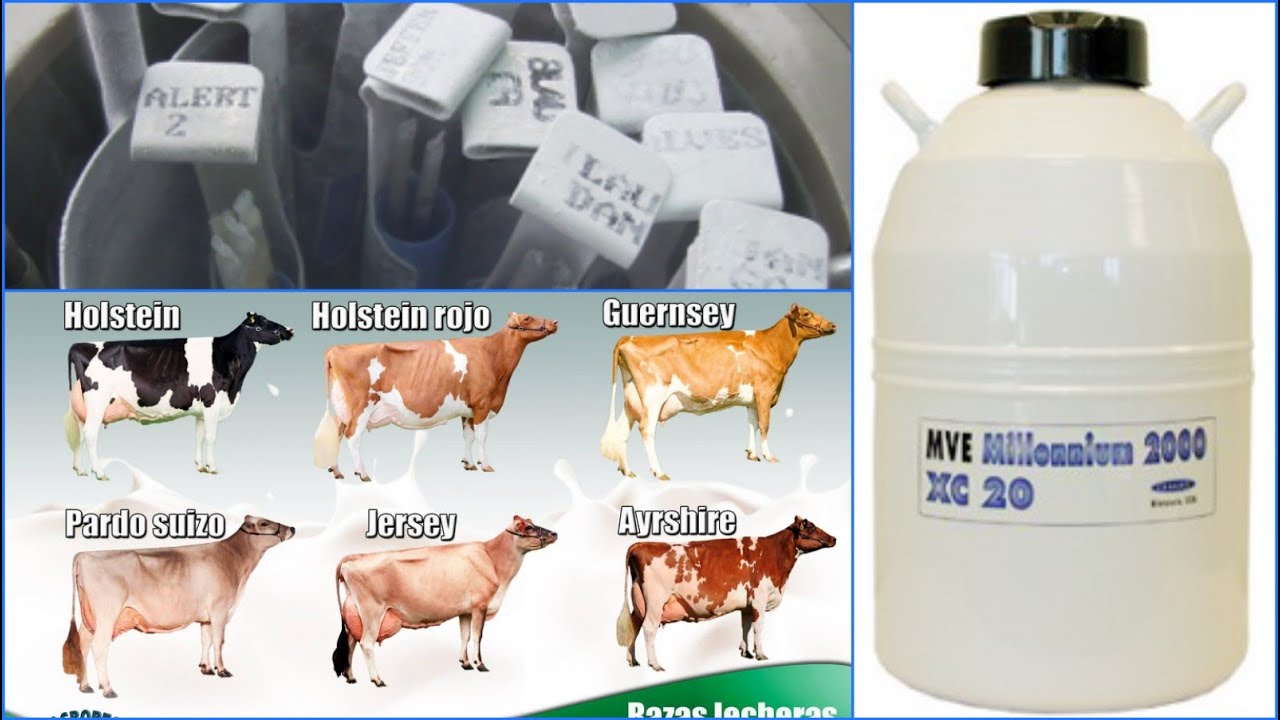Abasteciendo termo criogenico, para realizar IA en bovinos. Nitrógeno ...