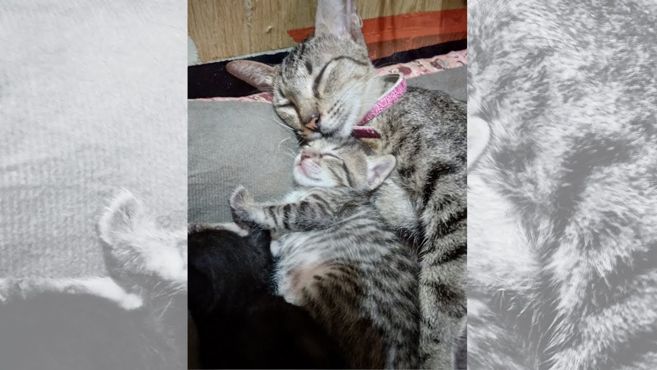 My Baby Maktoy and Her New Born Kittens | PUSPIN - YouTube