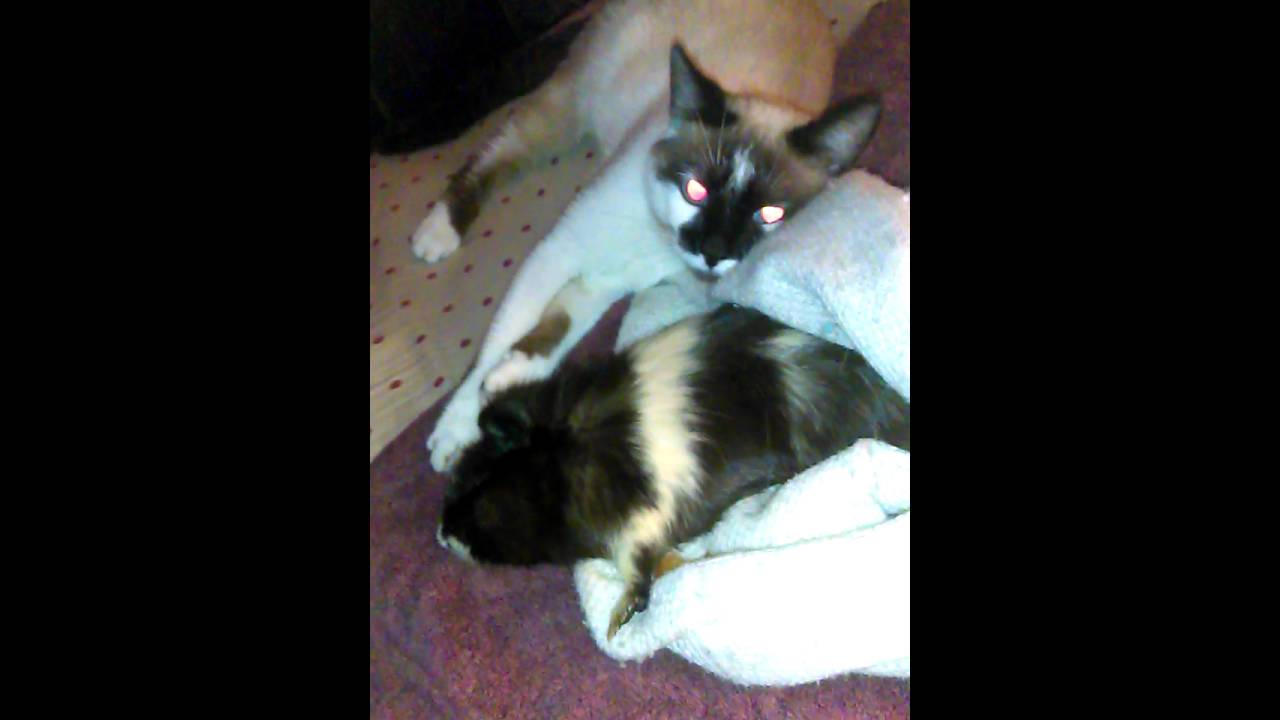 My Cat mourning his friend's death - YouTube