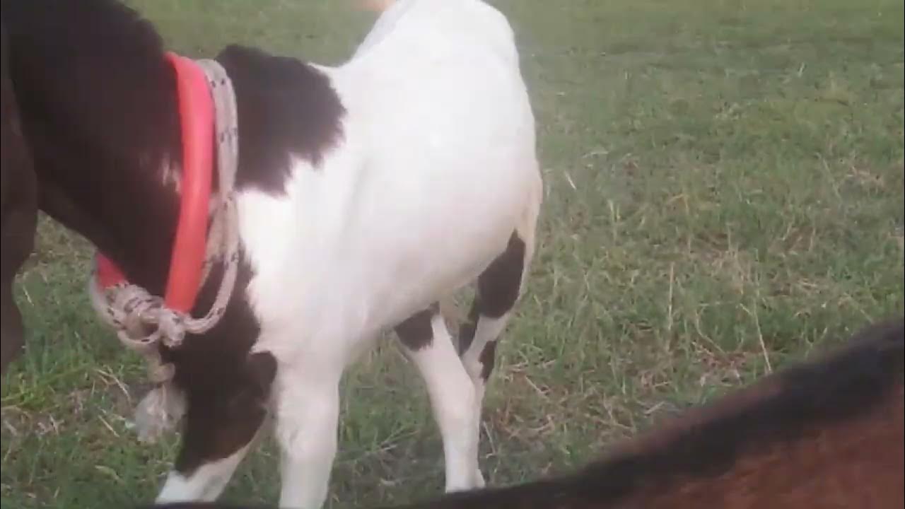 masud Rk 770 korno - YouTube