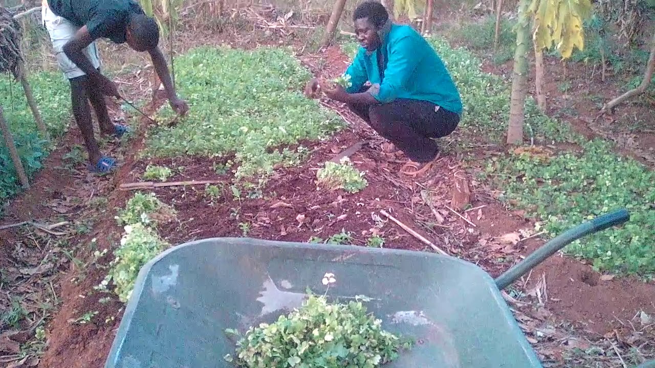 Eco-Friendly community sustainable farming - YouTube