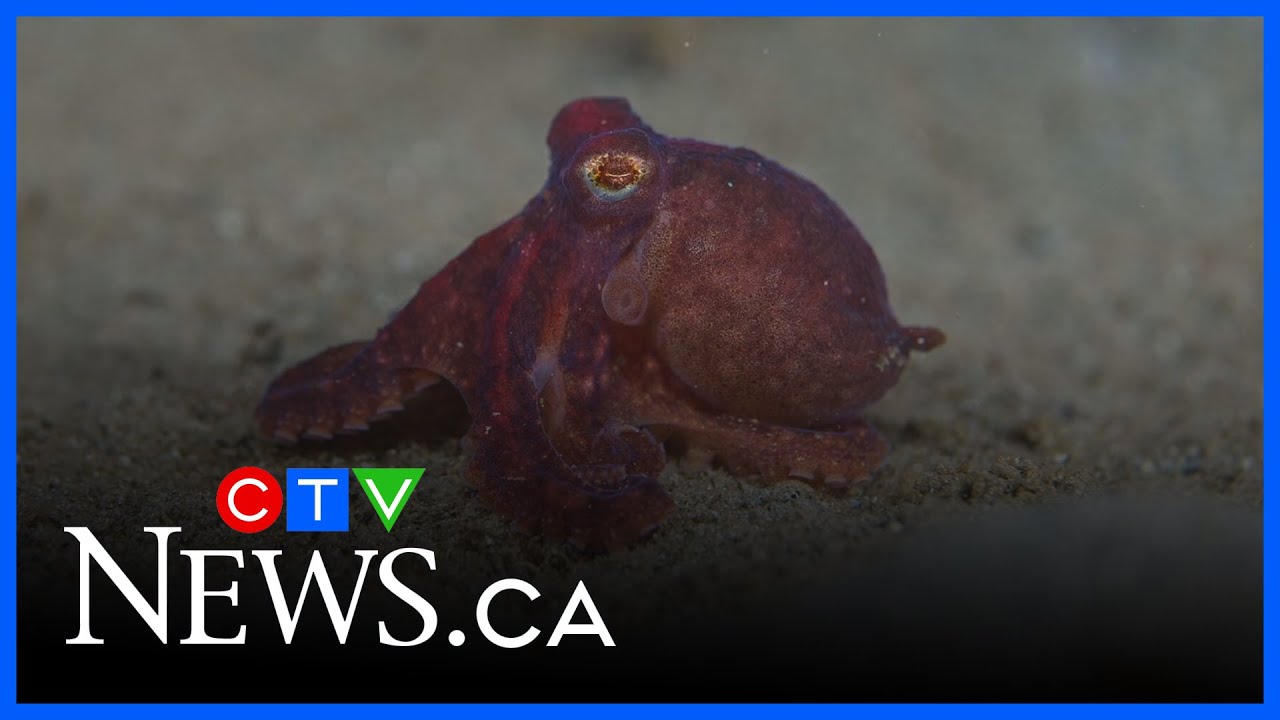 Diver shares breathtaking octopus video - YouTube