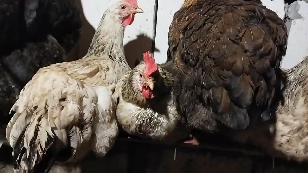 Как давать яичную скорлупу курам? Свет курам обязательно нужно включать ...