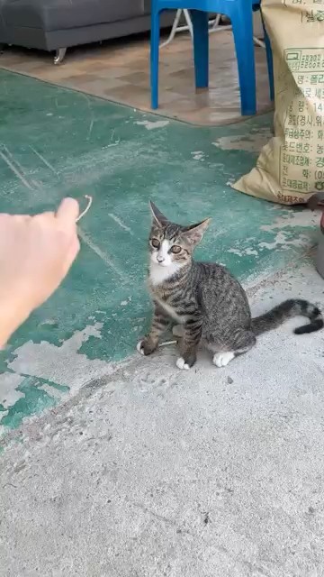 Meow punch - YouTube