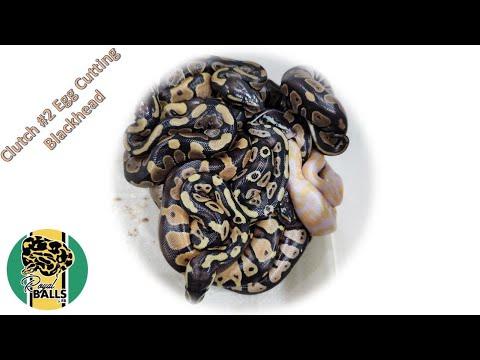 Breeding Ball Pythons; Clutch 2 Blackhead - YouTube