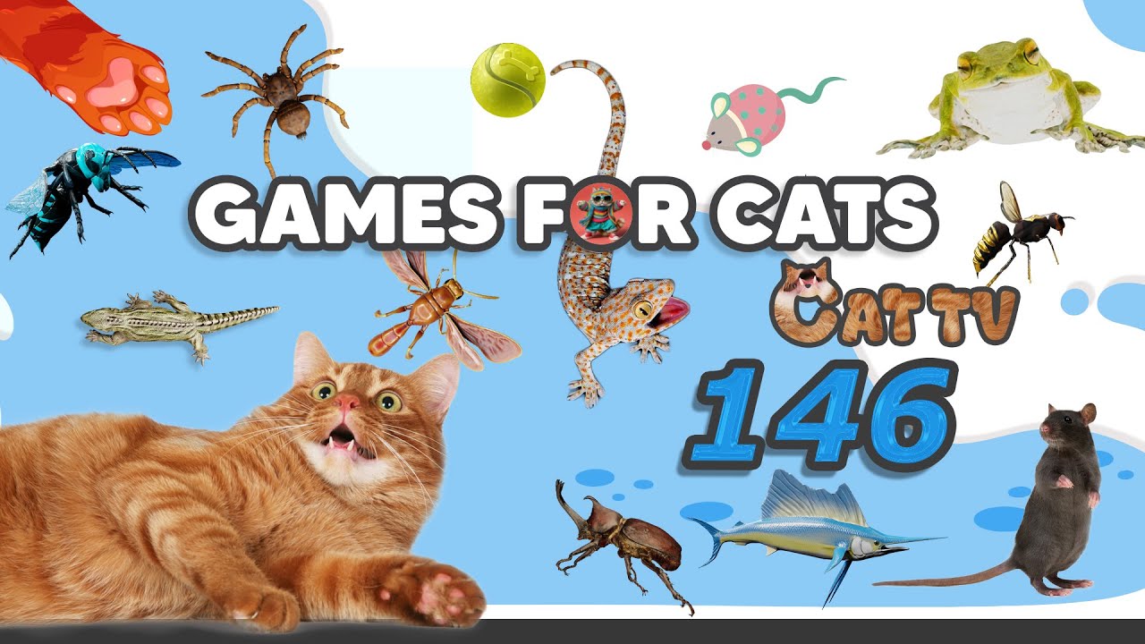 Cat Games | Ultimate Game For Cat Compilation Vol 146 | 6 HOUR 🐭🐝🐞🦋🦎 ...