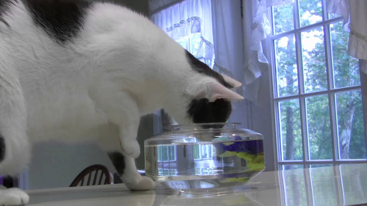 Funny Cats Fishing - Cats & Robo Fish 🐠 🐟 🎣 - YouTube