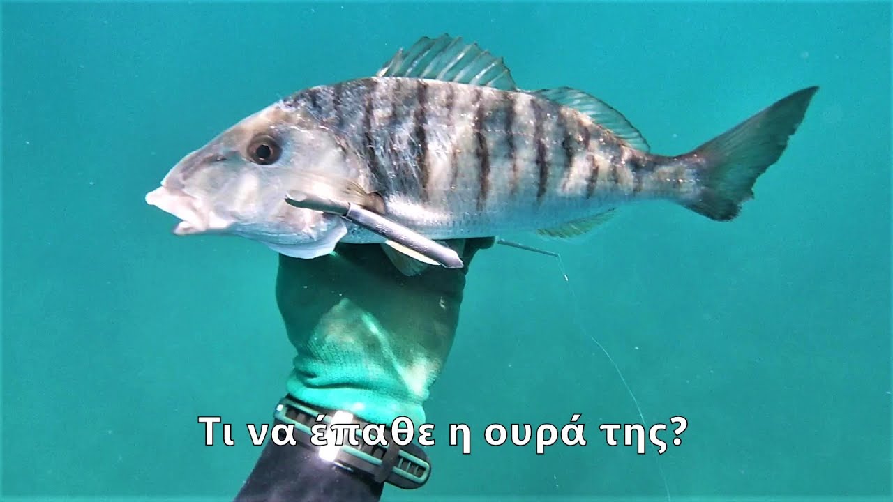 ΡΗΧΟ ΨΑΡΟΝΤΟΥΦΕΚΟ ΜΕ TIPS ΓΙΑ ΤΕΛΕΙΩΣ ΑΡΧΑΡΙΟΥΣ! / SHALLOW SPEARFISHING ...