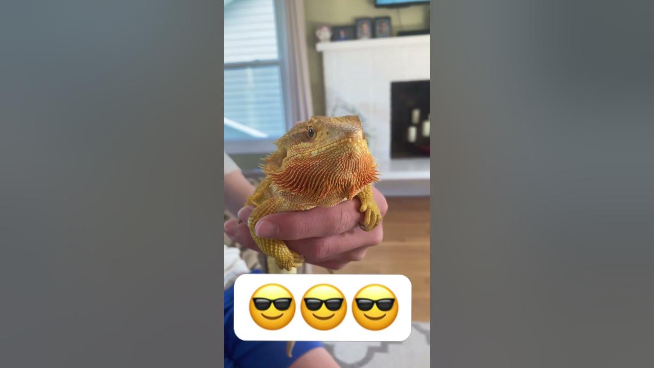 🏖🏖🏖#cobythebeardeddragon#beardeddragon#reptile#cute#lizard#viral#chill#relax#music - YouTube