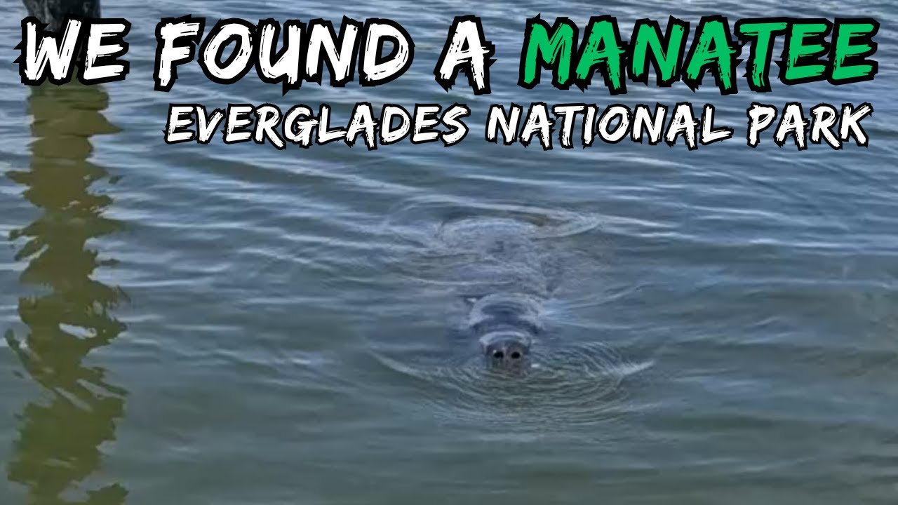 Manatee in Everglades National Park [4K] - YouTube