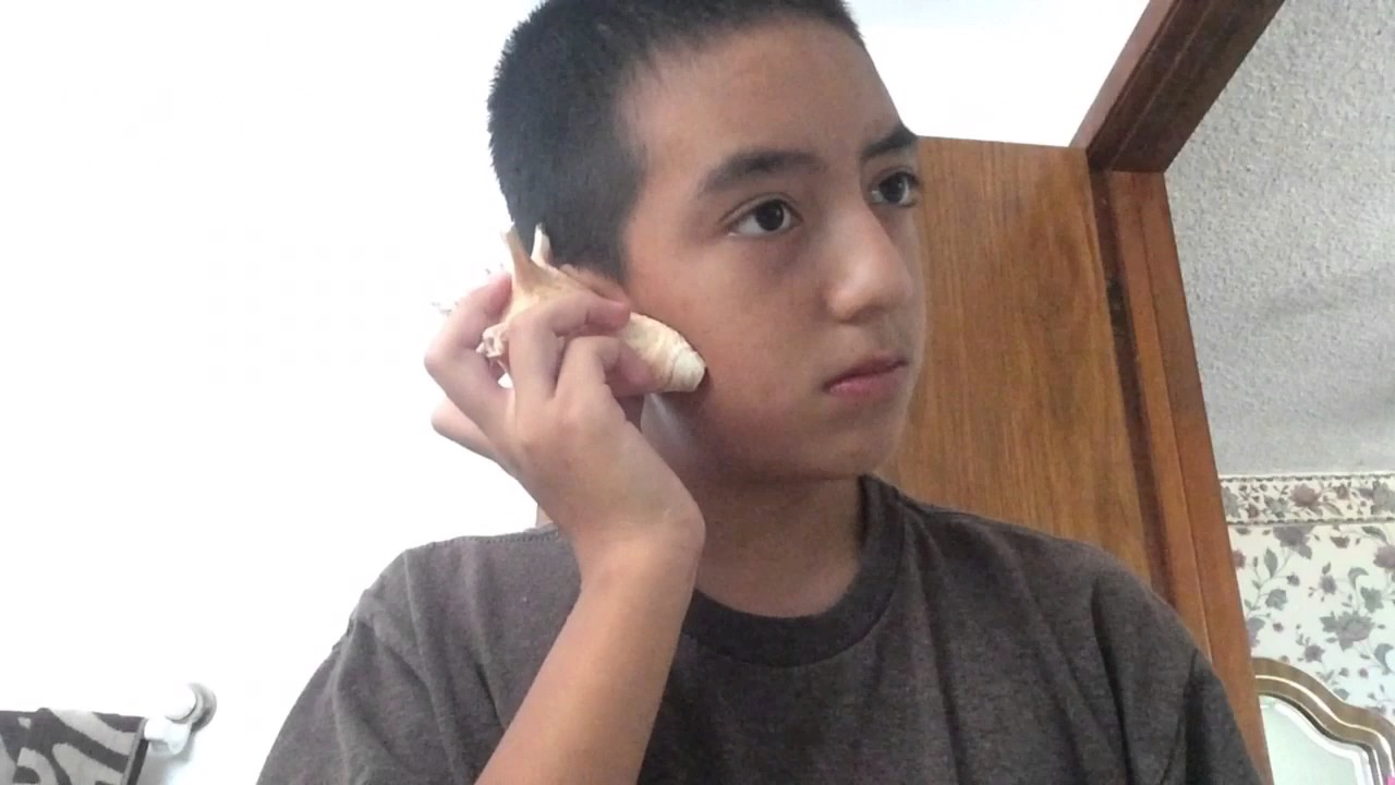 Can You Hear In Seashells YouTube can-you-hear-in-seashells-youtube
