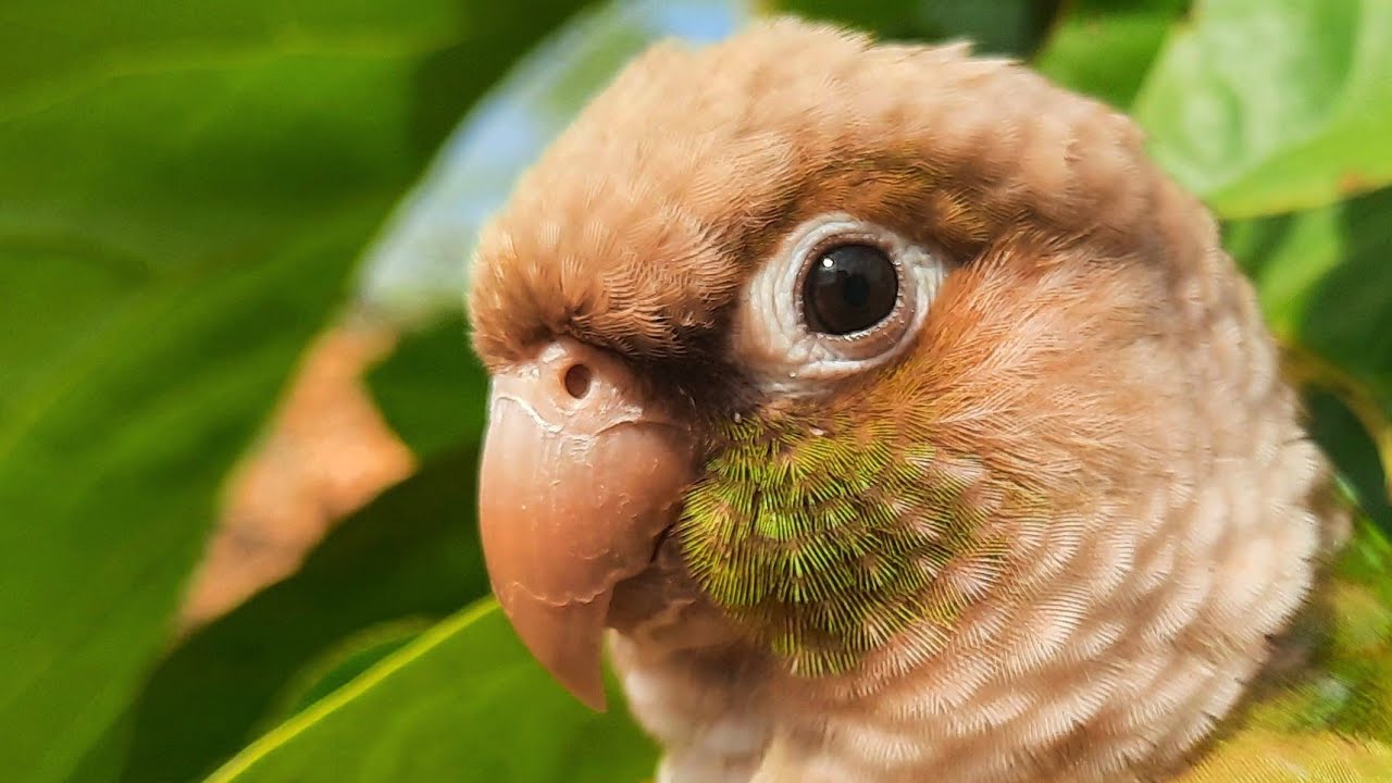 Parrot sound : His eyes are very beautiful Green cheek conure singing ...