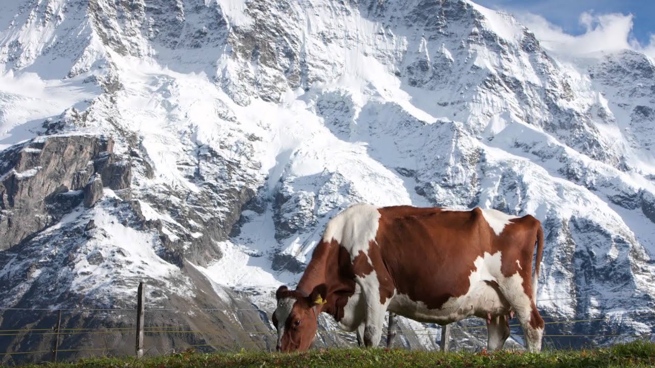 Cattle Culture of the World - YouTube