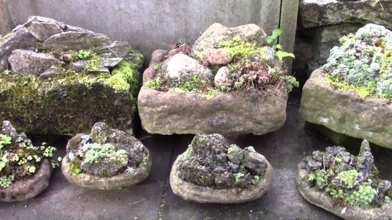 Bulb log video diary supplement Troughs after winter - YouTube