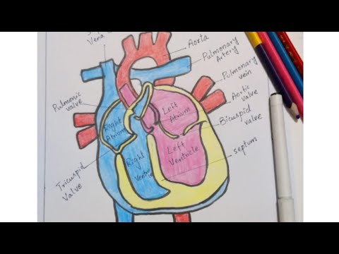 Learn to draw a human heart/ Human heart easy tutorial/ human heart ...