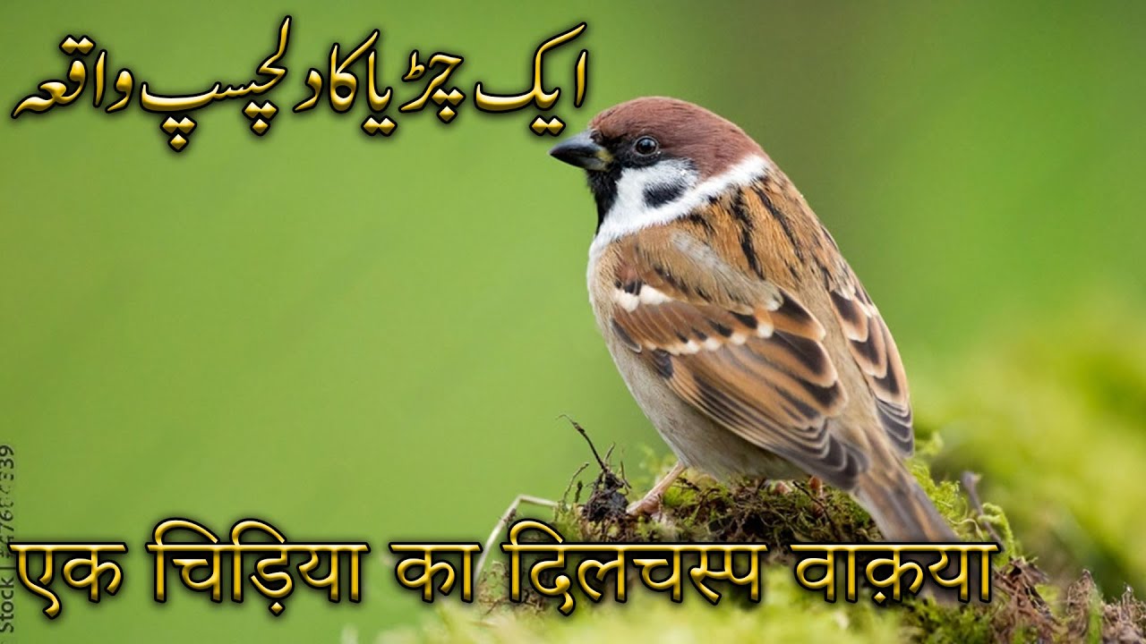 Ek Chidiya(Sparrow) Ka Dilchasp Waqia|fgislamicvoice - YouTube
