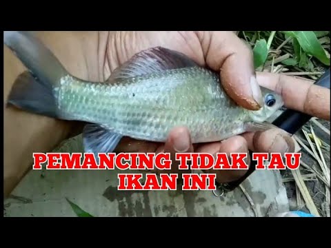 mancing ikan nilem//mancing ambyar//mancing mania//mancing cantik//fhising//pakde broto 2022