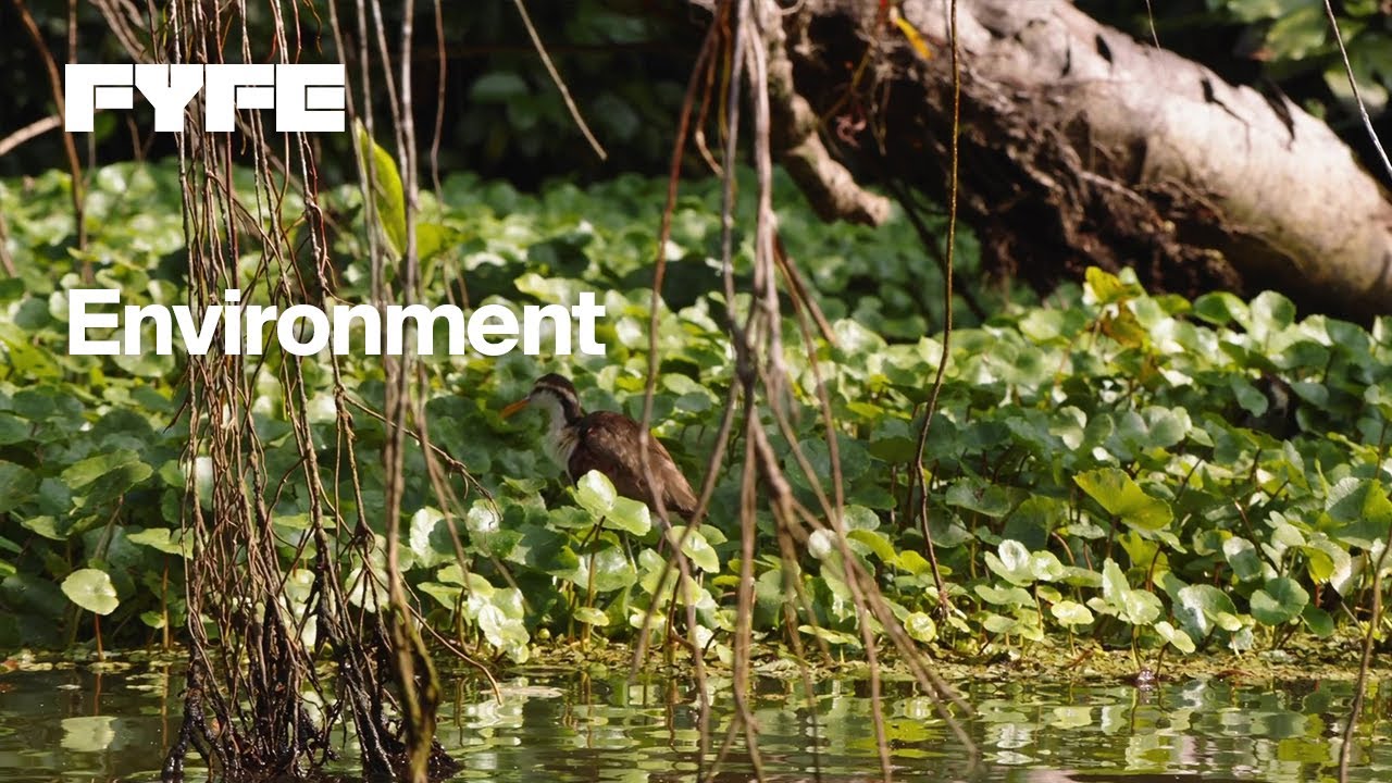 Environment - YouTube