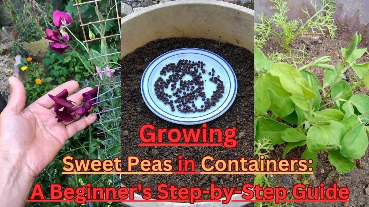 Sweet Peas in Containers: A Beginner's Step-by-Step Guide 🌱#SweetPeas # ...