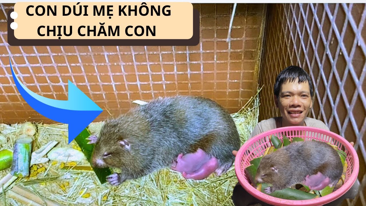 Con Dúi Không Chịu Chăm Con|Lập Nghiệp Bằng Nghề Nuôi Con Dúi|[Tập9 ...