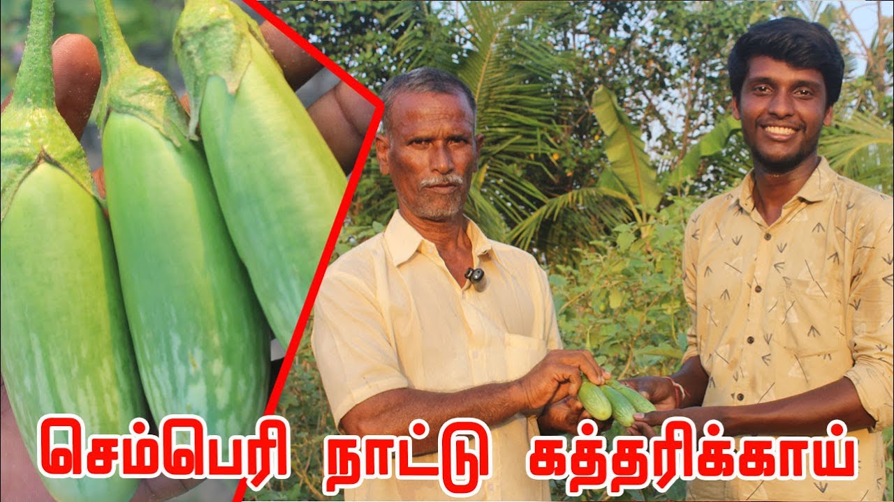 செம்பெரி நாட்டு கத்தரிக்காய் சாகுபடி செய்யும் விவசாயி | உழுது உண் ...