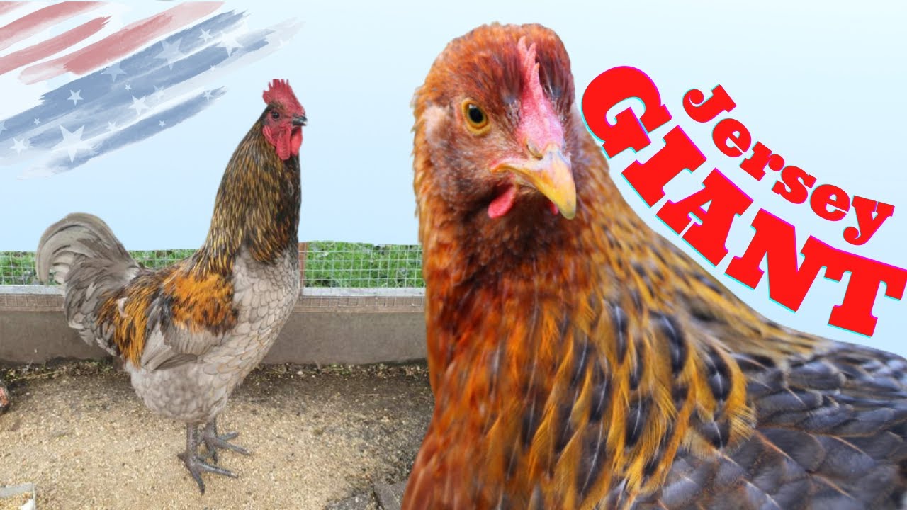 American Chicken Breeds, Jersey Giant|| Heaviest chicken breed in the ...