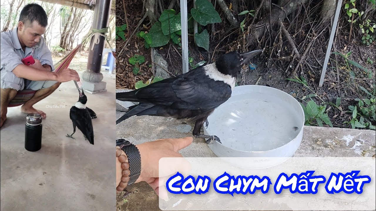 Con chym mất nết nhất trên đời không yên được với nó bao trùm quậy ...