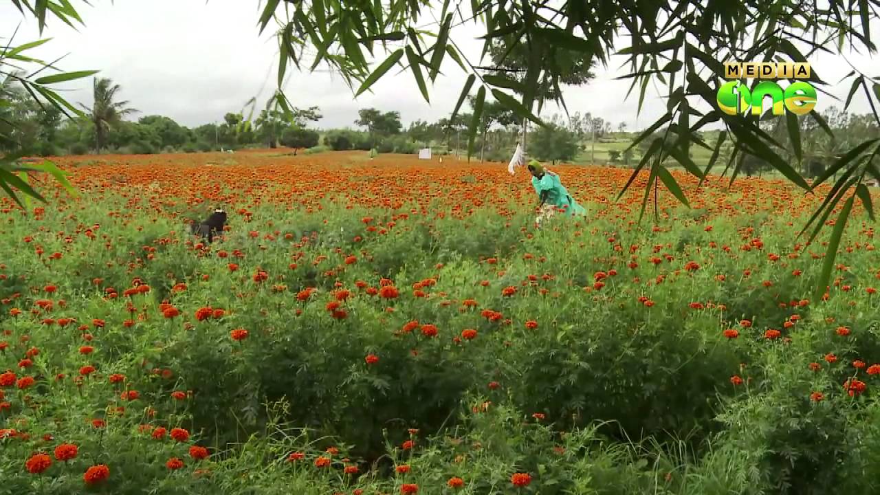 Chendu Malli farmers in crisis - YouTube