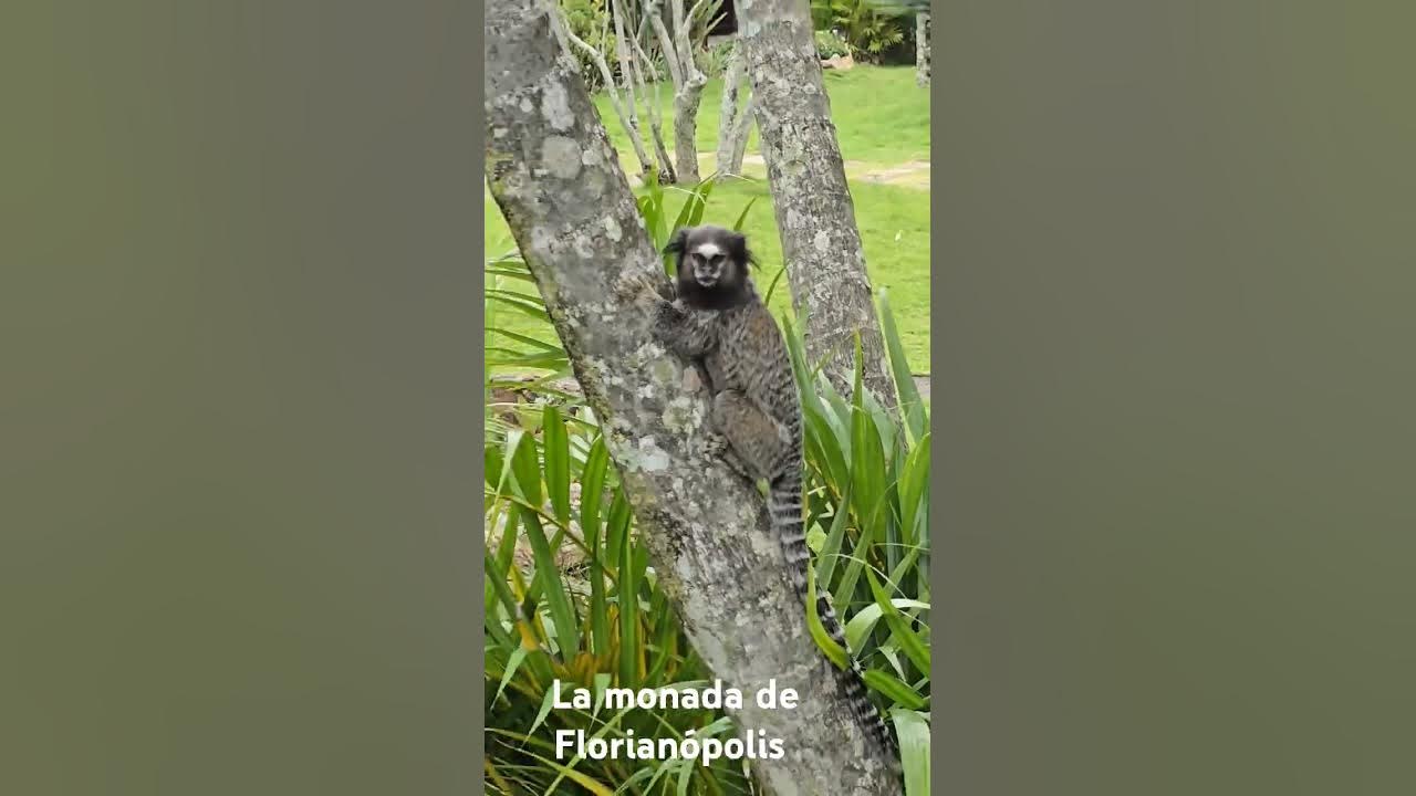 Monitos en Ponta das Canas, Florianópolis 🇧🇷 - YouTube