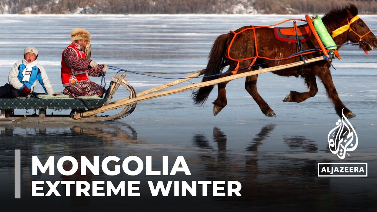 Mongolia extreme winter: Herders lose millions of livestock animals ...
