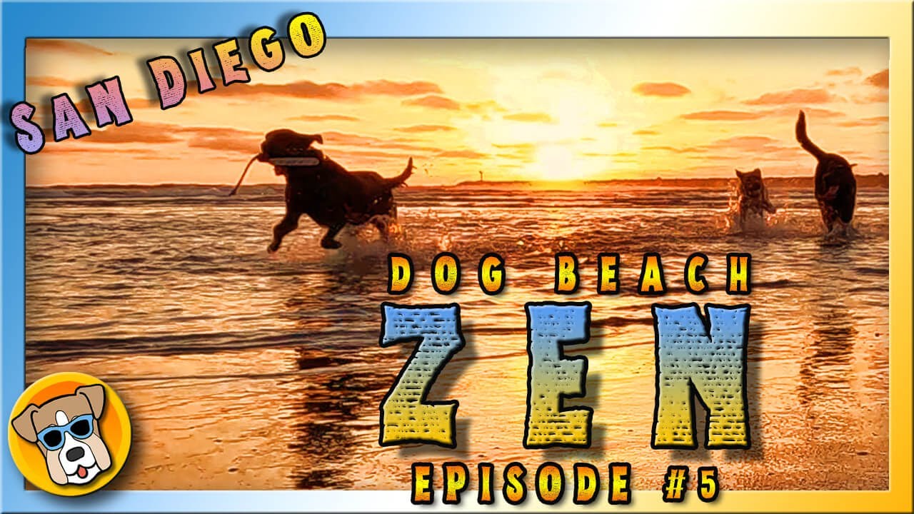 🌴DOG BEACH ZEN! Watch happy dogs play in the ocean as sun sets at Ocean ...