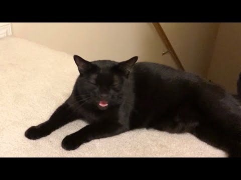 black cat meow - YouTube