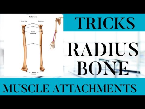 Muscle attachments of Radius Bone With tricks by Mridul Tiwari - YouTube