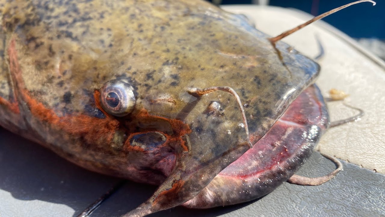 The search for the Illinois river Flathead catfish! - YouTube
