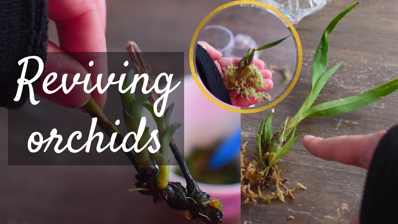 How to revive discounted orchids| Orchid Recovery Series #5 - YouTube