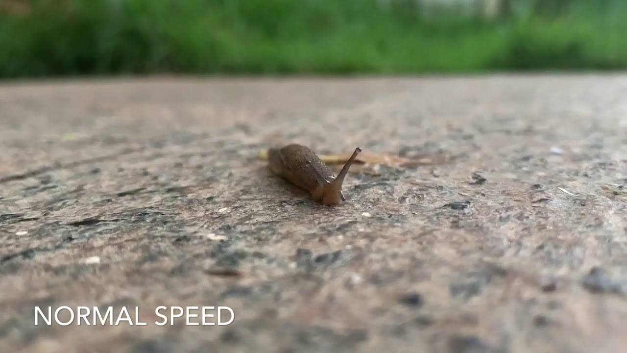 Slug Movement Speeds - YouTube