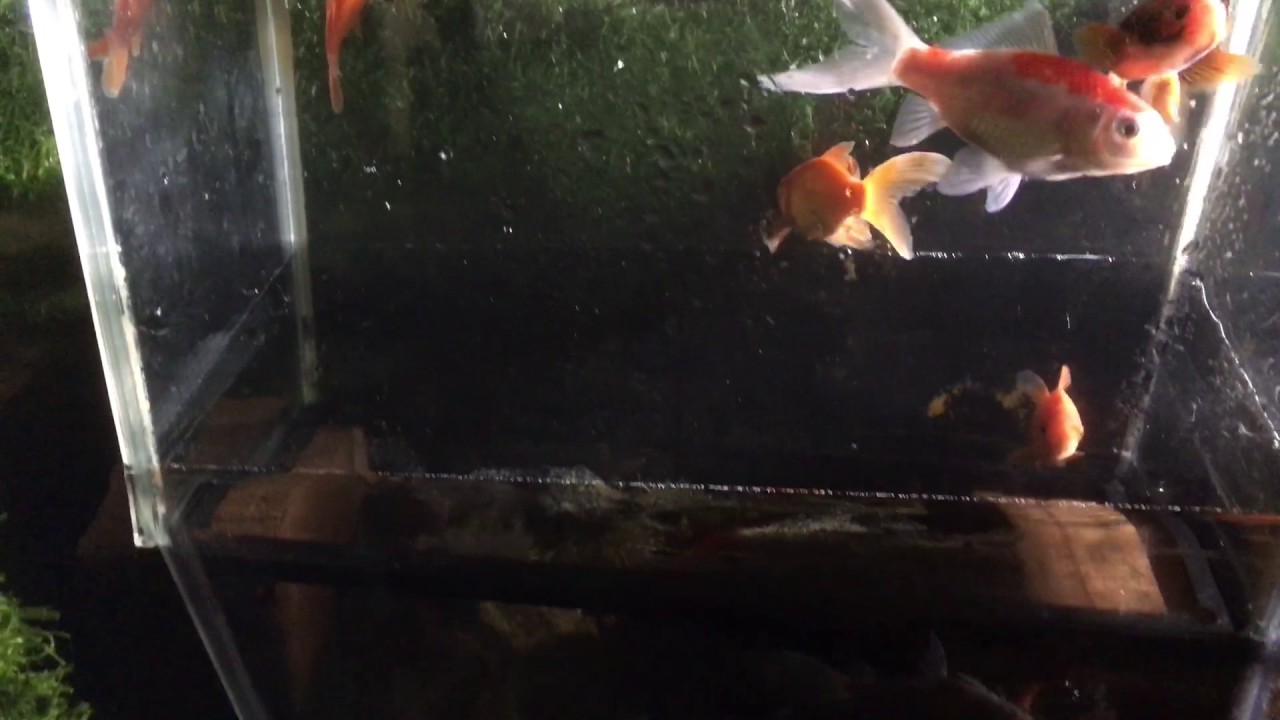 Inverted fish tank for less than £15 - YouTube