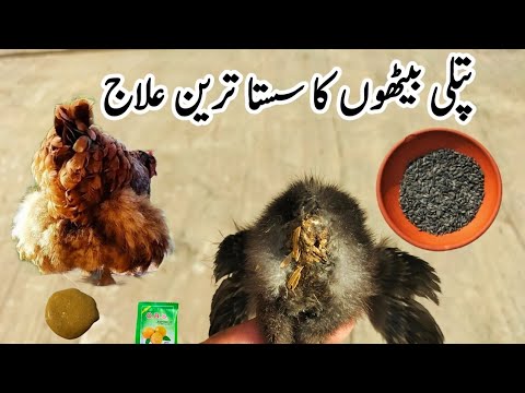 Chicken Diarrhea Treatment | Diarrhea in Backyard Poultry | Dr. ARSHAD ...