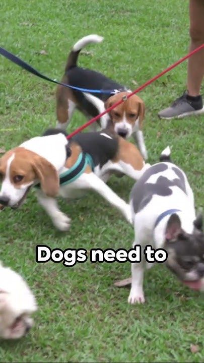 Dog Training Blunders Avoid These Common Mistakes #braintrainingfordogs ... Dog Training Blunders Avoid These Common Mistakes #braintrainingfordogs ...