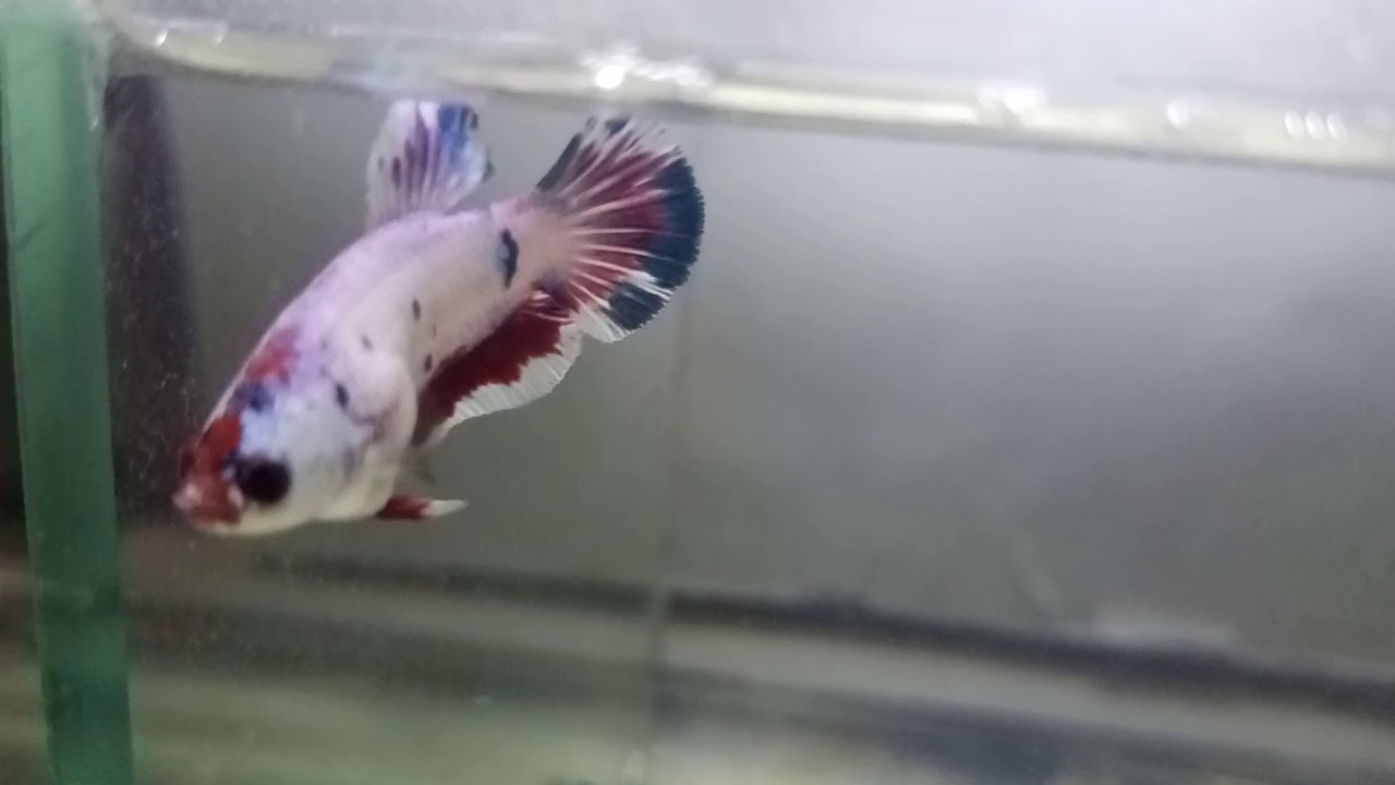 Placard fish/betta fish placard - YouTube