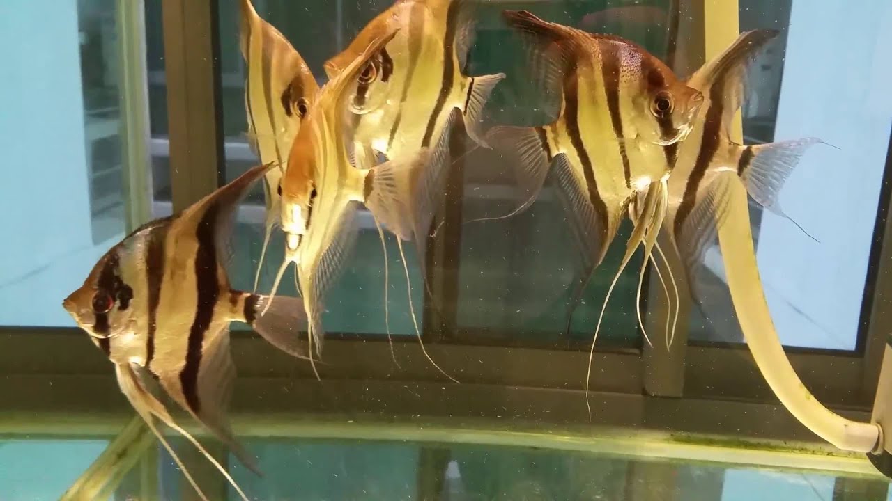 Wild Atabapo Altum Angelfish (3yrs) - YouTube